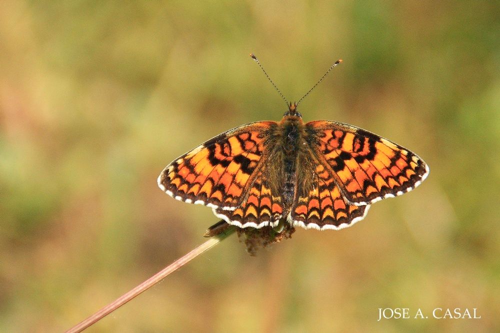 Doncella Mayor Imagen & Foto | animales, invertebrados , españa Fotos ...