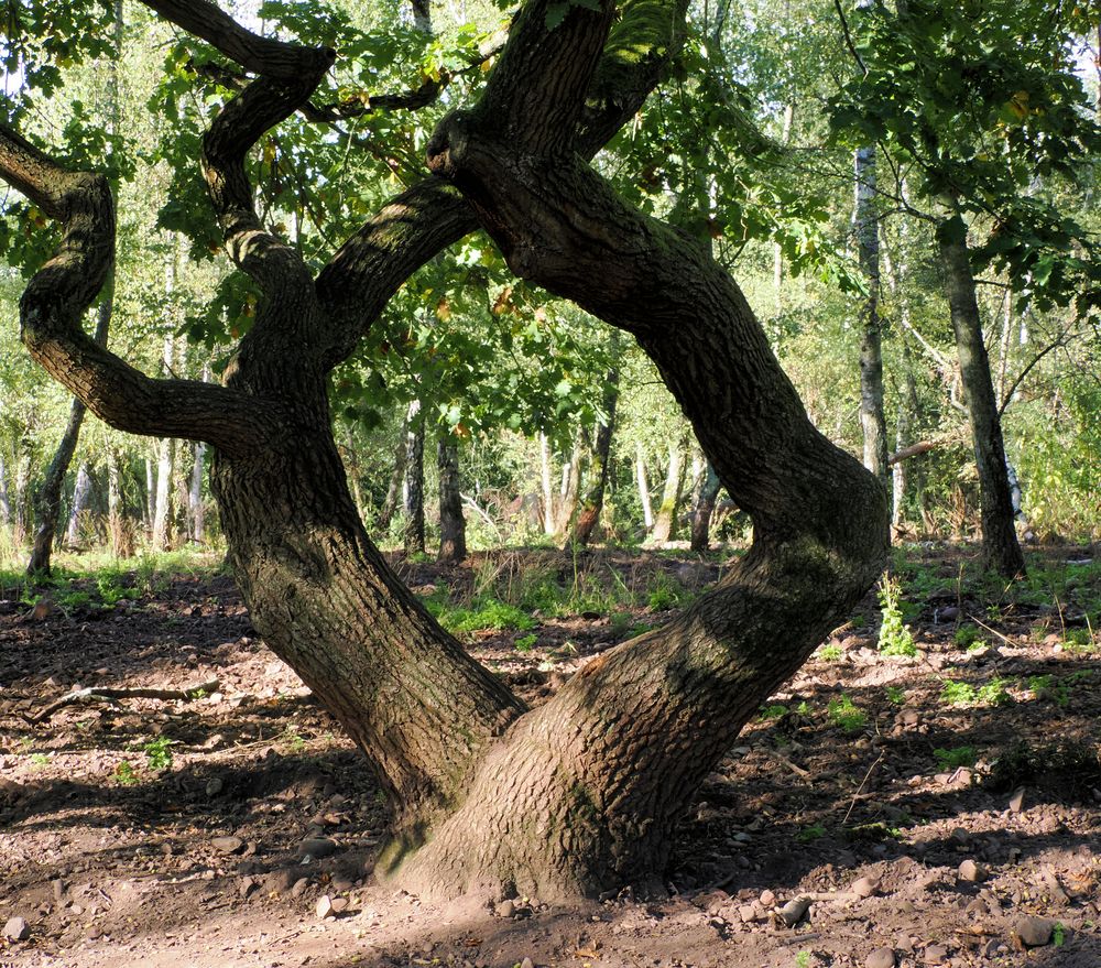Donnerstag mit Durchblick… Foto & Bild | spezial, bäume, deutschland Bilder auf fotocommunity