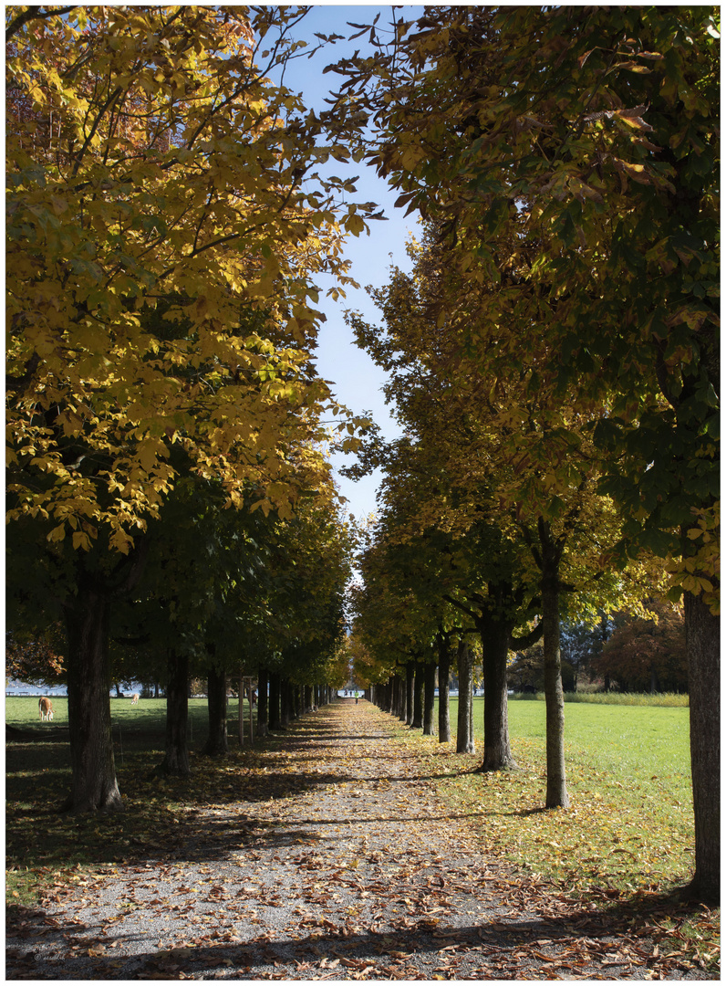 Donnerstag mit Durchblick Foto & Bild | natur, herbst, schweiz Bilder auf fotocommunity
