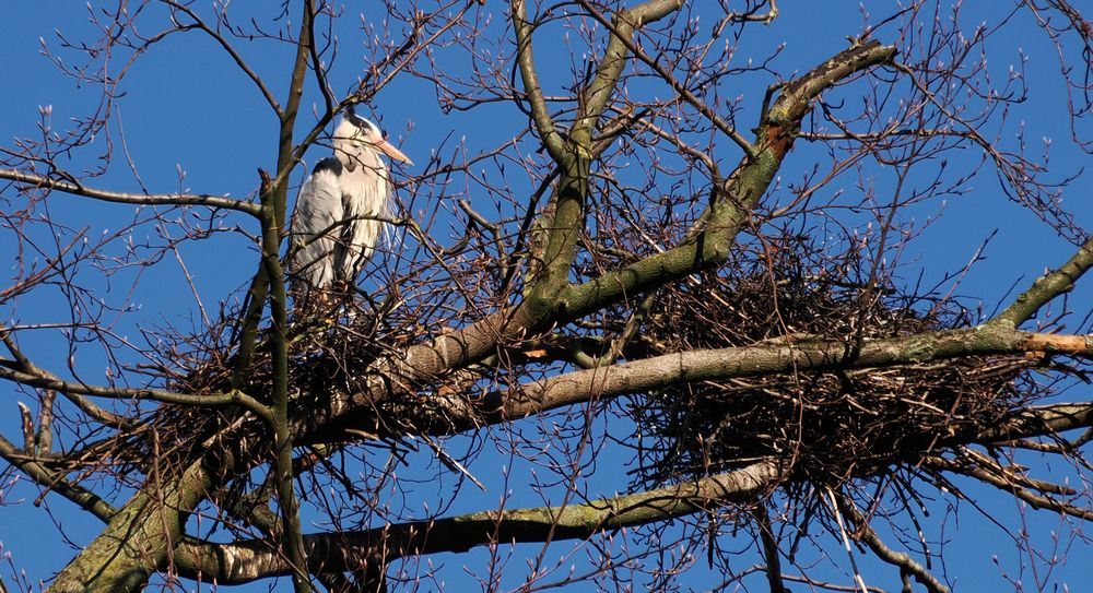 Donnerstag mit Durchblick… Foto & Bild | spezial, reiher, durchblick Bilder auf fotocommunity