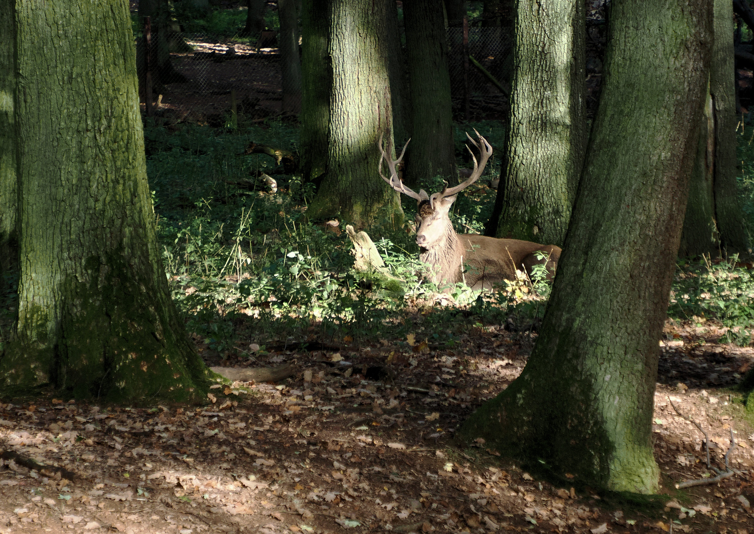 Donnerstag mit Durchblick… Foto & Bild | spezial, tiere, durchblick Bilder auf fotocommunity