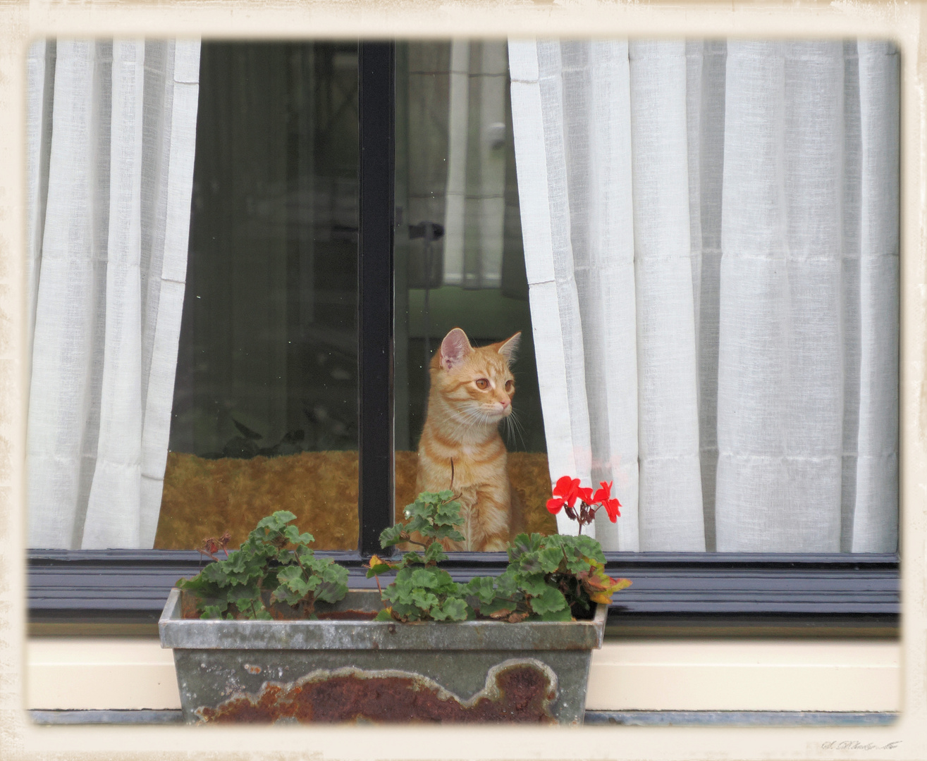 Donnerstag mit Durchblick… Foto & Bild | spezial, katze, durchblick Bilder auf fotocommunity