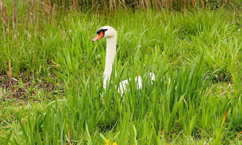 Donnerstag mit Durchblick… Foto & Bild | spezial, tiere, durchblick Bilder auf fotocommunity