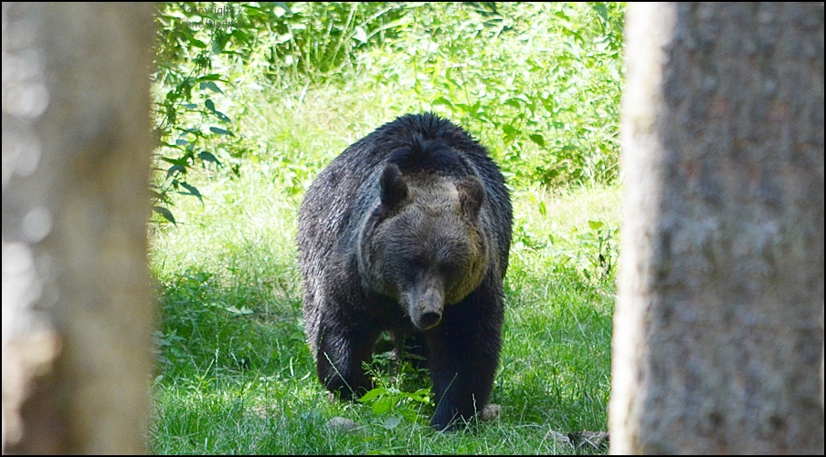 * Donnerstag mit Durchblick * Foto & Bild | natur, tiere, zoo, wildpark ...