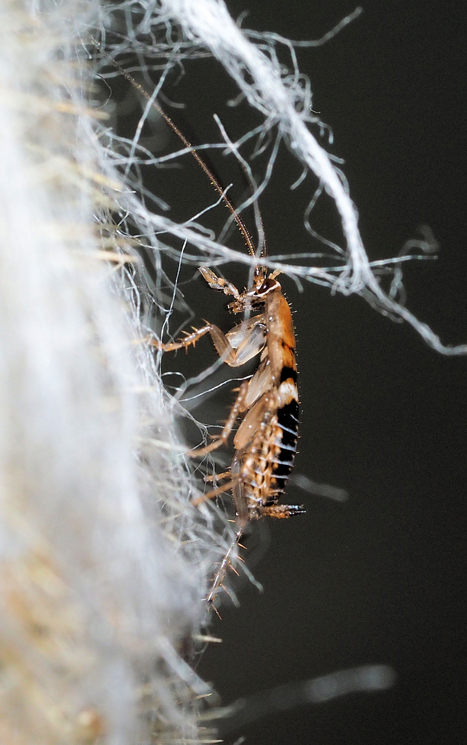 Donnerstag mit Durchblick… Foto & Bild | fotos, spezial, makro Bilder auf fotocommunity