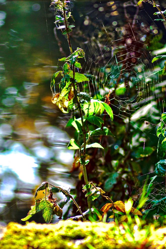 Donnerstag mit Durchblick - Durch das Netz im Park ich schaue ... Foto & Bild | jahreszeiten ...
