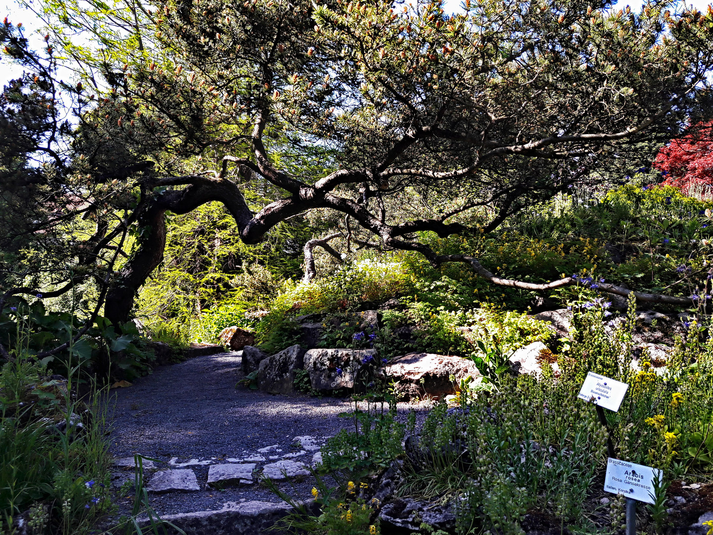 Donnerstag mit Durchblick im Botanischen Garten in Göttingen Foto ... Donnerstag mit Durchblick im Botanischen Garten in Göttingen Foto ...