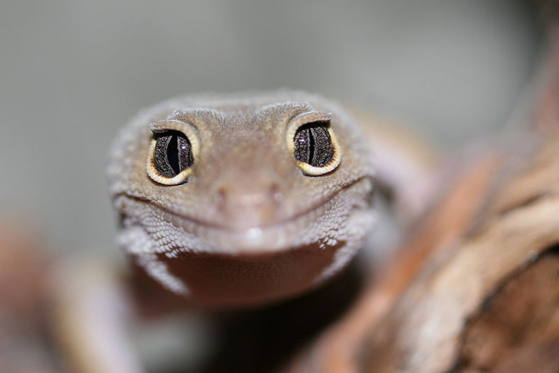 doof guck Foto & Bild | tiere, haustiere, terraristik Bilder auf ...
