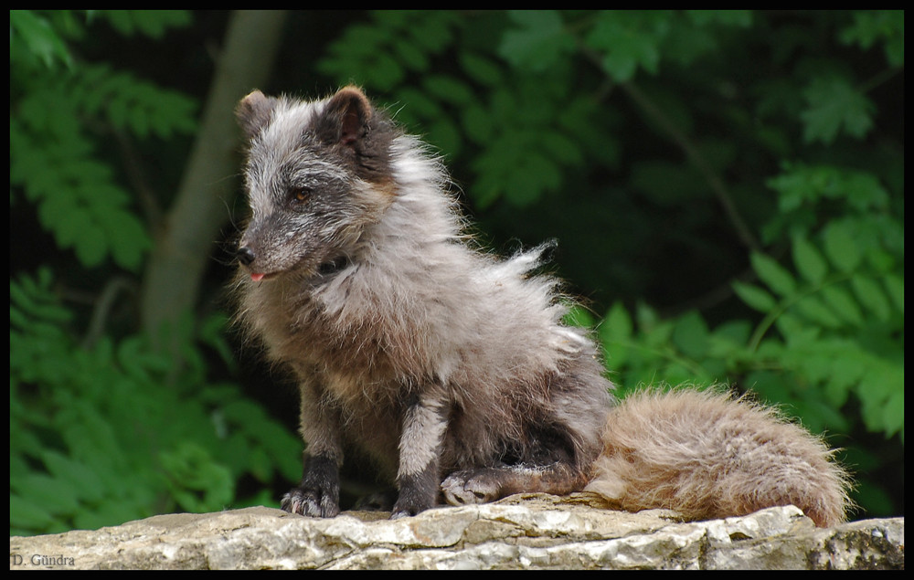 doofe Besucher....bääh.. Foto & Bild | tiere, zoo, wildpark & falknerei ...