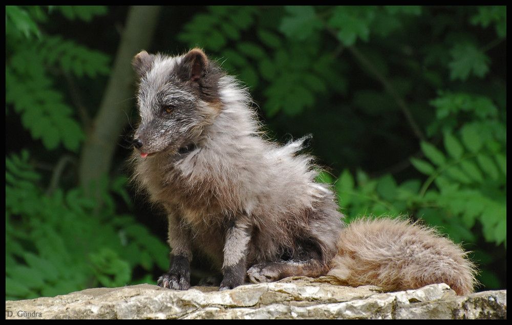 doofe Besucher....bääh.. Foto & Bild | tiere, zoo, wildpark & falknerei ...