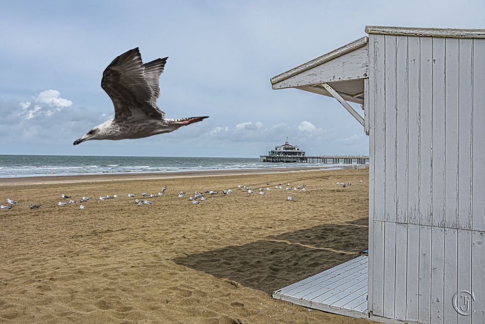 Doofe Möwe, ... Foto & Bild | europe, benelux, belgium Bilder auf ...