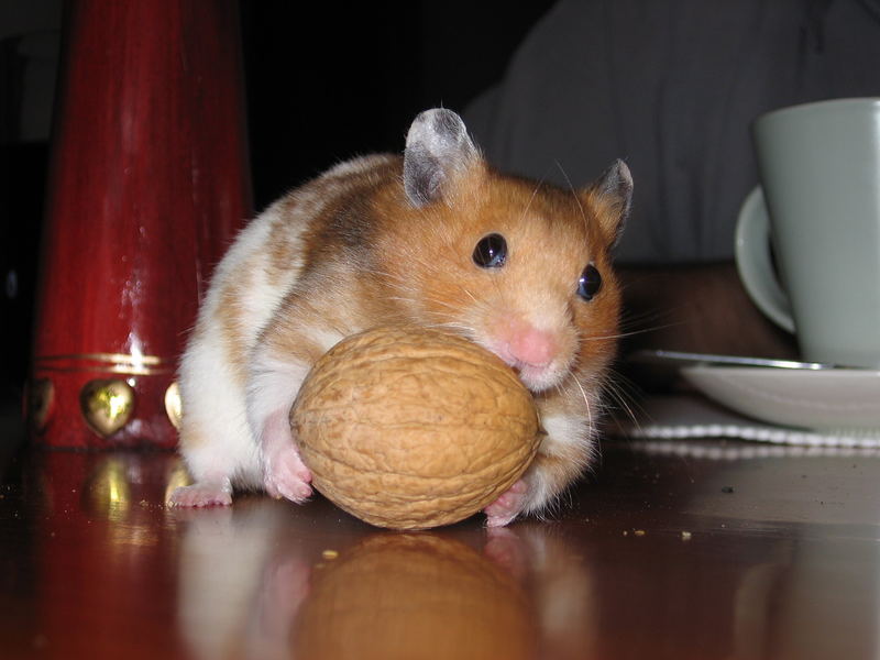 Doofe Nuß! Foto & Bild | tiere, haustiere, nagetiere & kaninchen Bilder ...