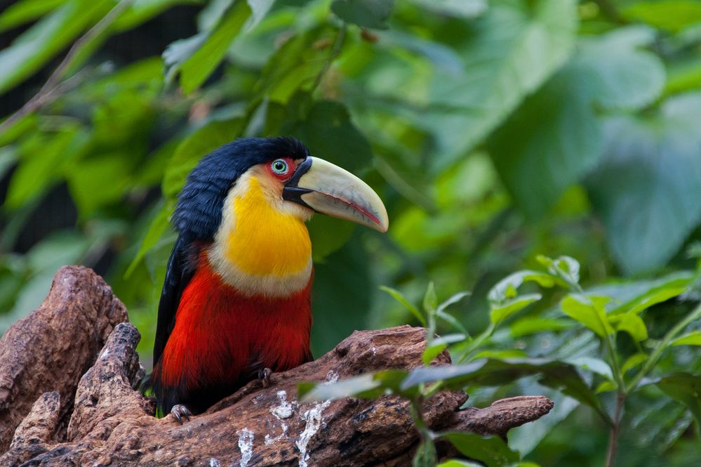 Doofe Wasserfälle Foto & Bild | south america, argentina, brasilien ...