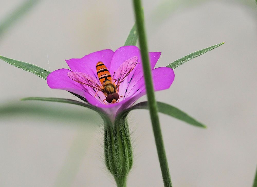 Doofer Halm ... Foto & Bild | fotos, makro, natur Bilder auf fotocommunity