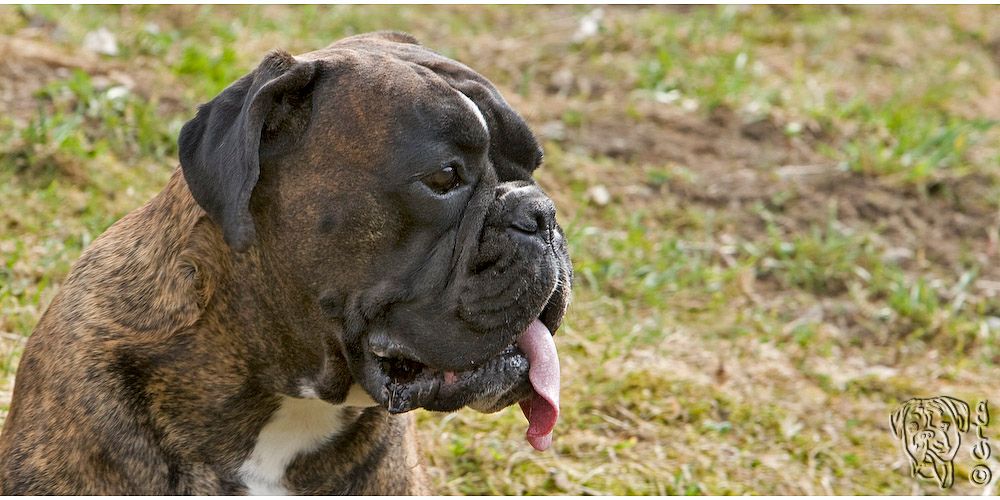 doofes huhn Foto & Bild | tiere, haustiere, hunde Bilder auf fotocommunity