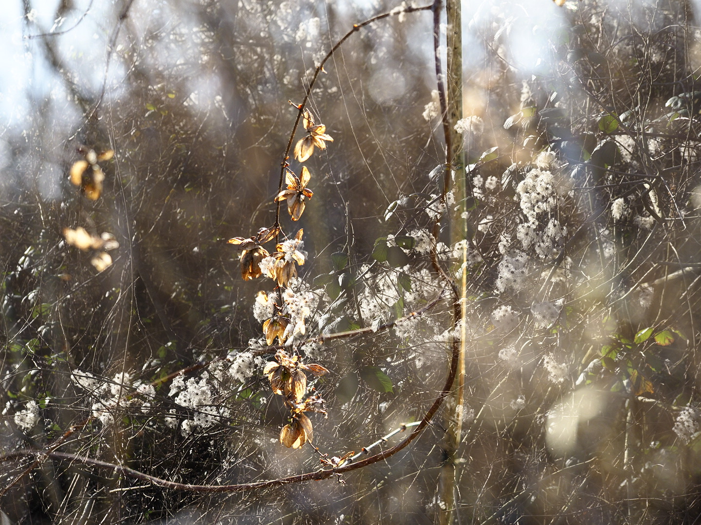 Doppelbelichtung von Sträuchern Foto & Bild | fotos, art, bäume Bilder ...