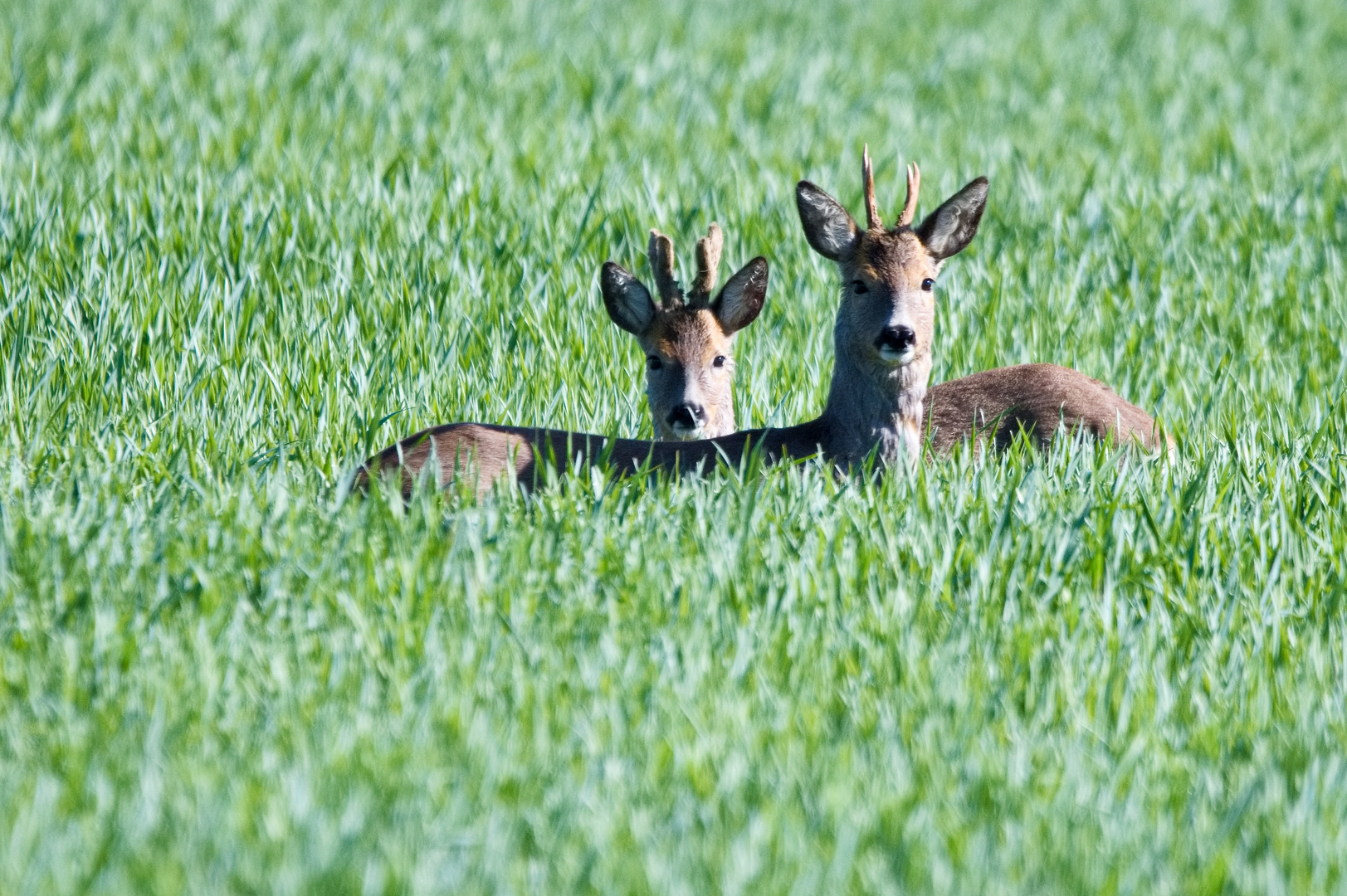 Doppelbock Foto & Bild | natur, tiere, wildlife Bilder auf fotocommunity