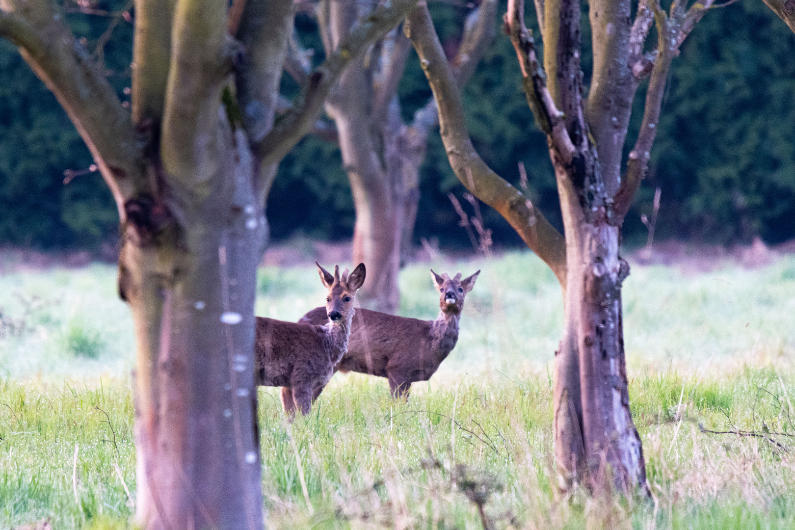 Doppelbock Foto & Bild | natur, tiere, wildlife Bilder auf fotocommunity