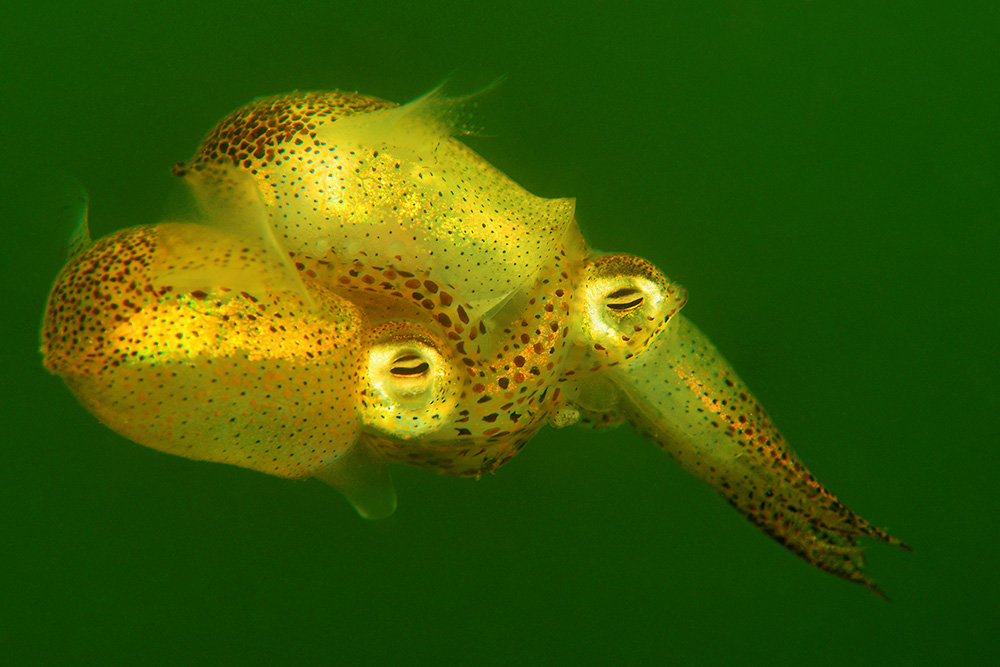 Doppeldecker - Die Paarung der Sepiola atlantica Foto & Bild ...