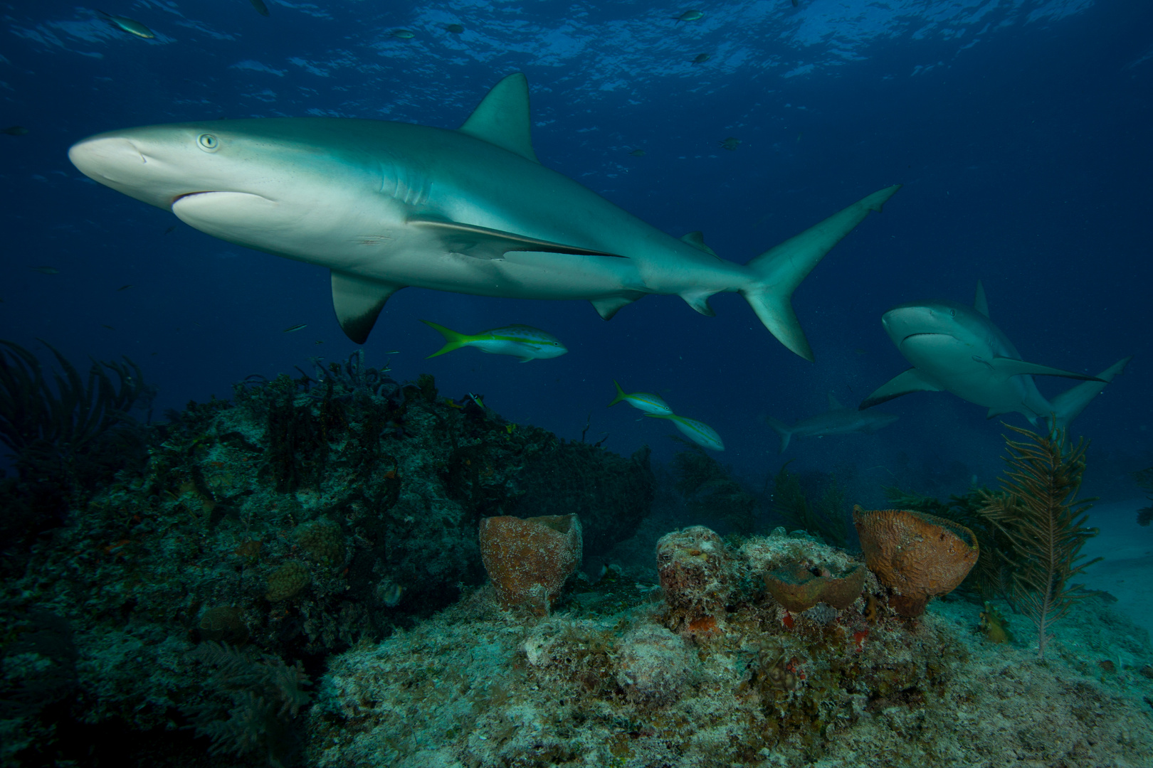 Doppelpack - Karibische Riffhaie Foto & Bild | unterwasser, uw ...