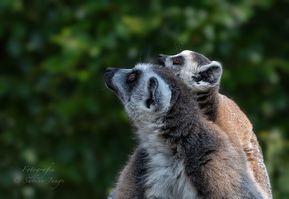 Schleichkatzen u. Mangusten Bilder & Fotos
