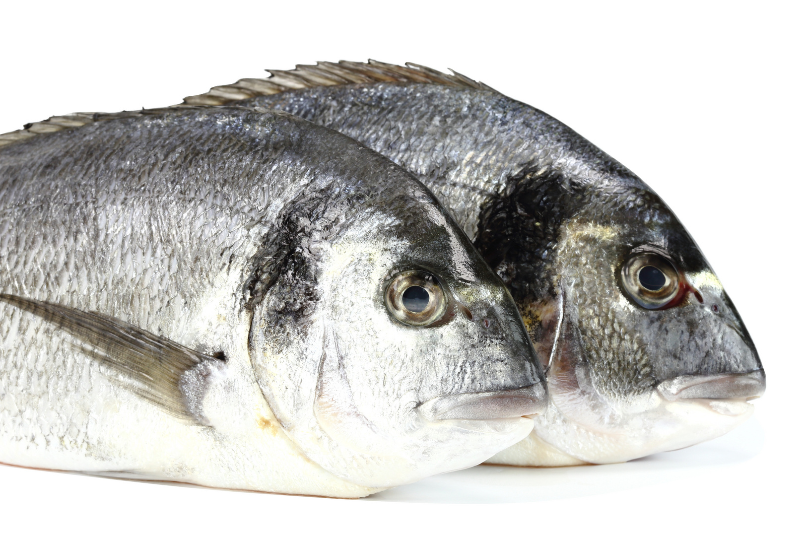 Doraden d Foto & Bild | stillleben, food-fotografie, fische ...