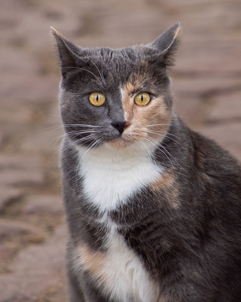 Dorf-Katze Foto & Bild | outdoor, winter, natur Bilder auf fotocommunity