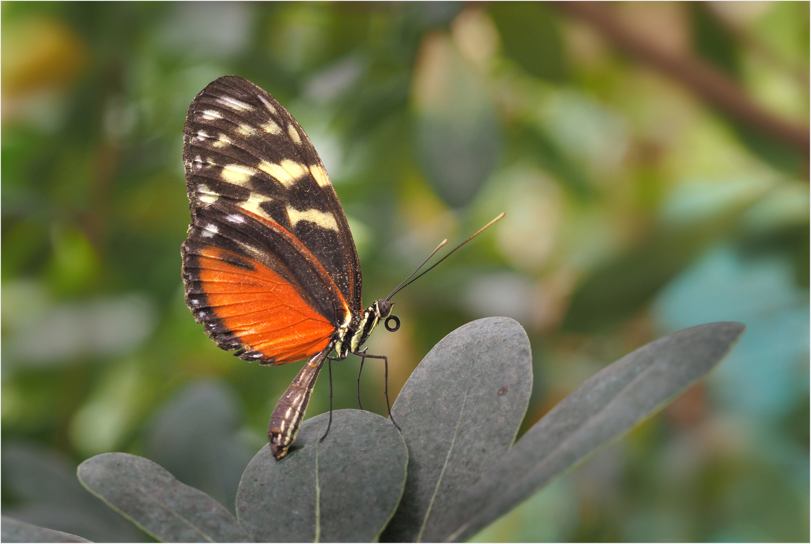 Doris-Falter.......nein, es ist ein Tiger-Passionsblumenfalter Foto ...