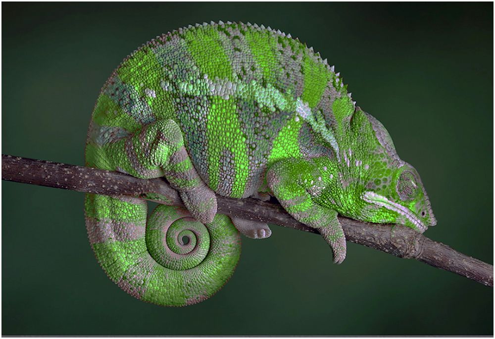 Dormilon Imagen & Foto | animales, naturaleza Fotos de fotocommunity