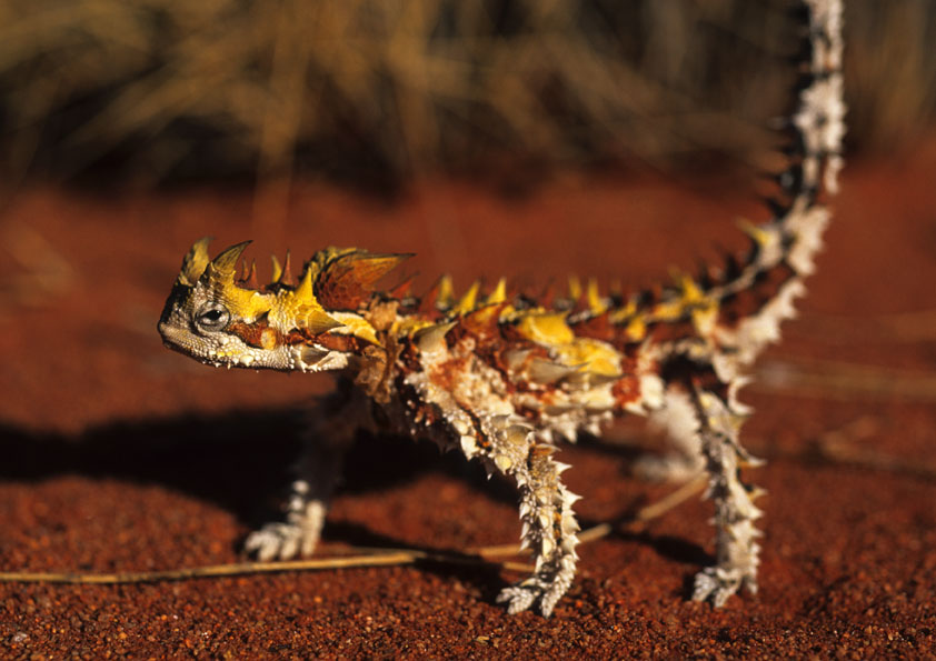 Dornenteufel - Moloch horridus Foto & Bild | australia & oceania ...