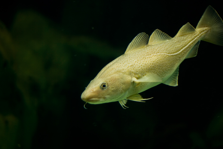 Dorsch Foto & Bild | tiere, zoo, wildpark & falknerei, zoo: fische ...