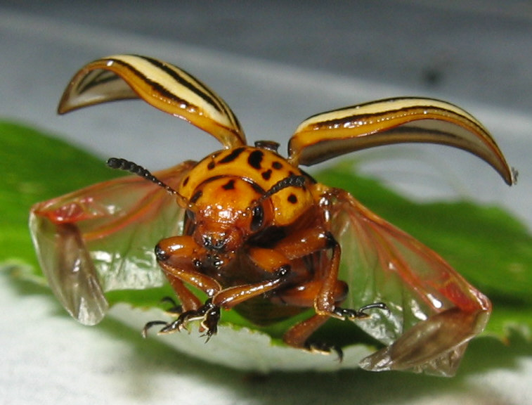 Doryphore photo et image | macro nature, nature Images fotocommunity