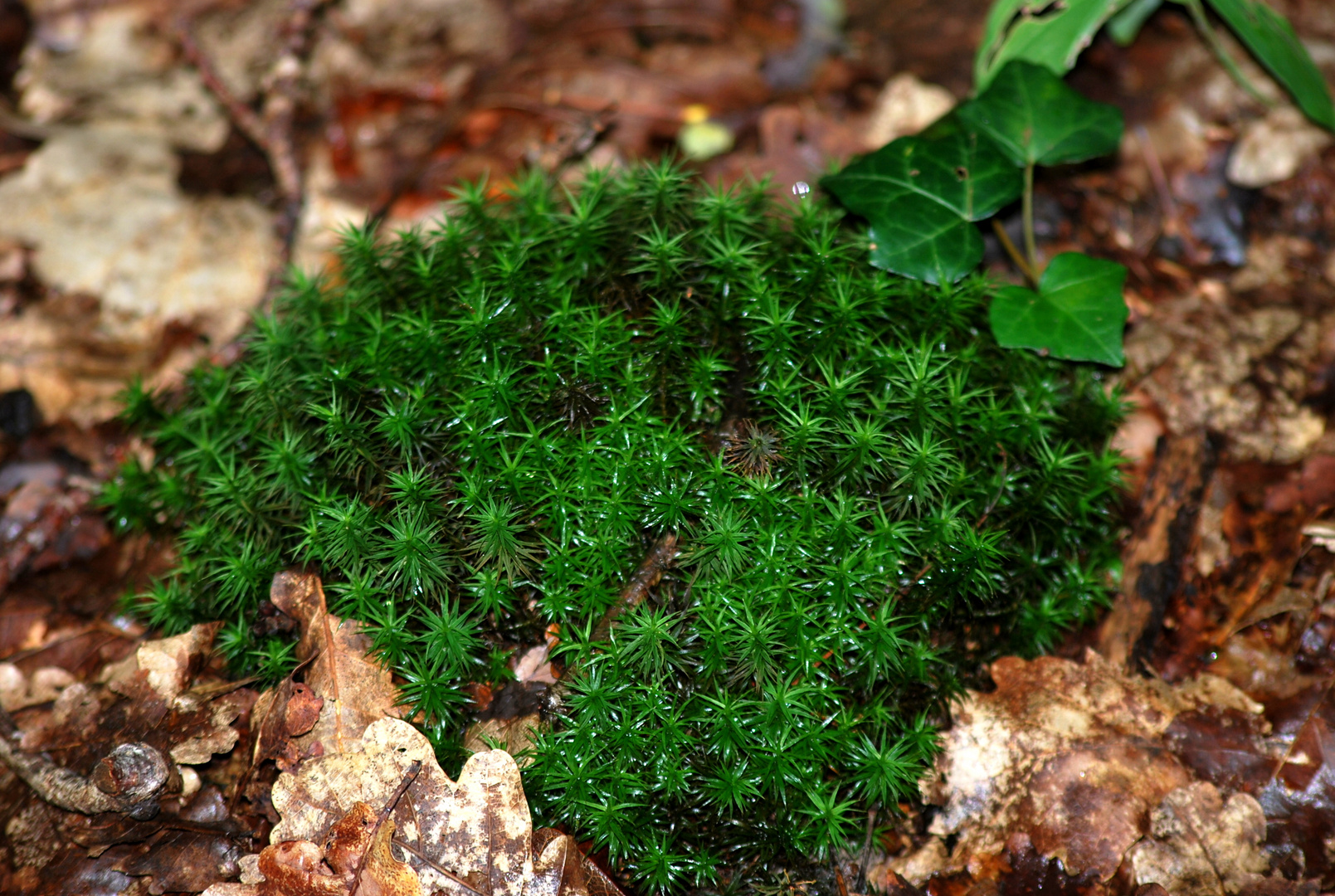 Douce mousse des bois photo et image | plantes, champignons & lichens ...