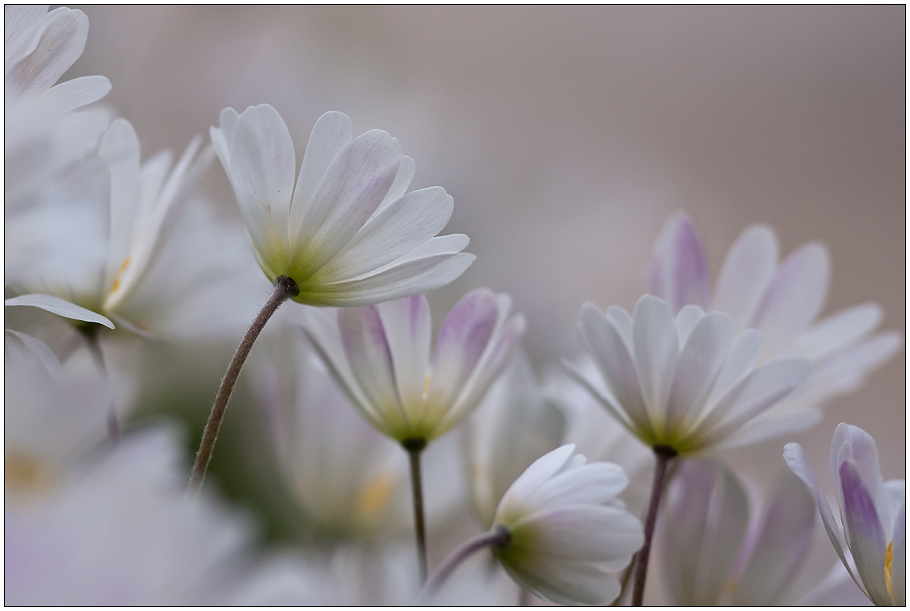 Douceur photo et image | fleurs, nature Images fotocommunity