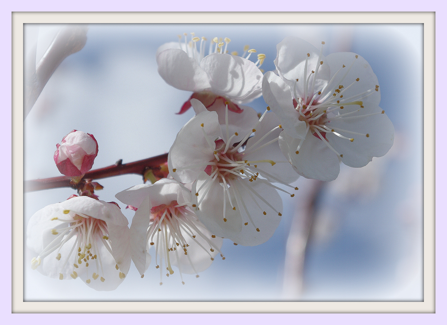 Douceur .... photo et image | nature, emotions, fleur Images fotocommunity