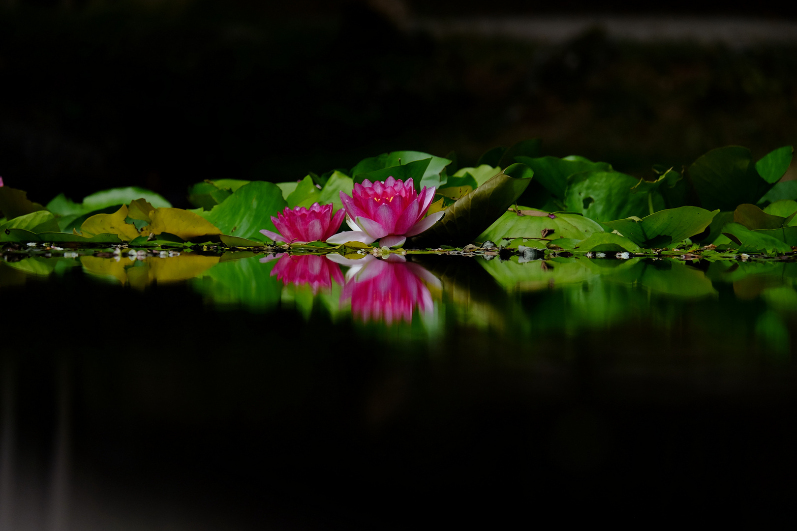 douceur dans la lumière photo et image | nature, fleurs, nénuphars ...