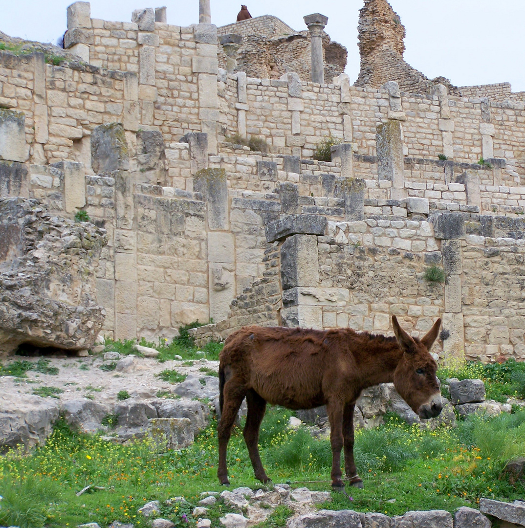 Dougga, Tunisie photo et image | world, north africa, tunisie Images ...