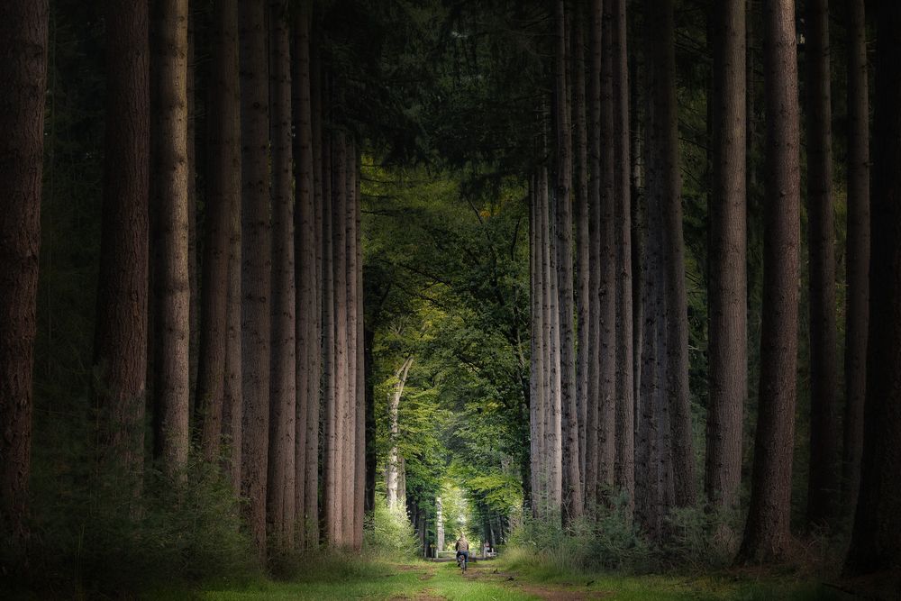 Douglasien-Allee Foto & Bild | landschaft, alleen, wald Bilder auf ...