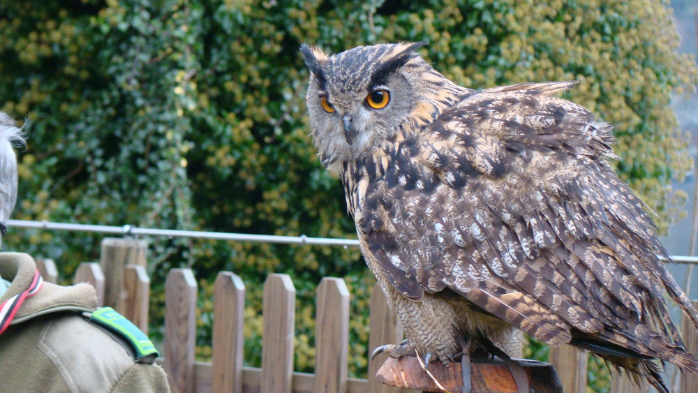 Douro- "Buo -Bubo" Imagen & Foto | animales, aves, ff Fotos de ...