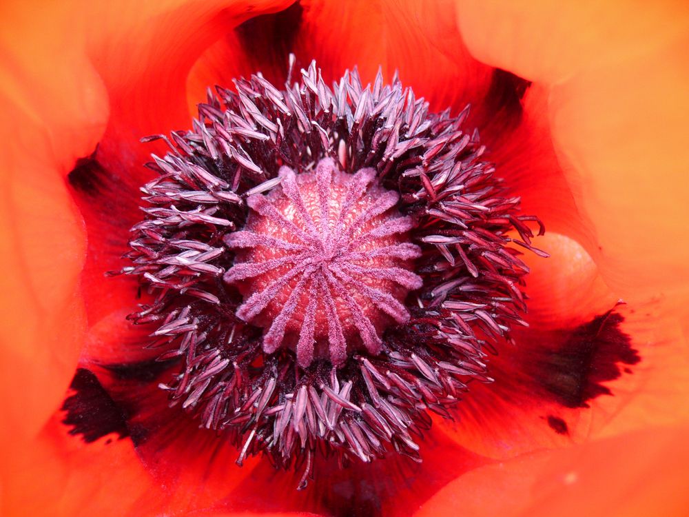 downtown - turkish poppy Foto & Bild | natur Bilder auf fotocommunity