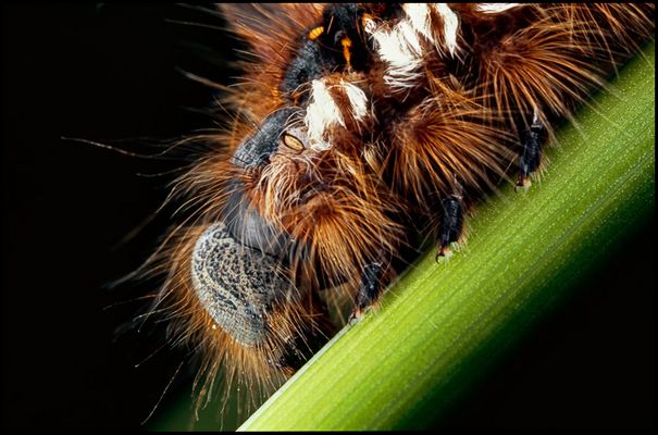 Nature Pictures & Photos