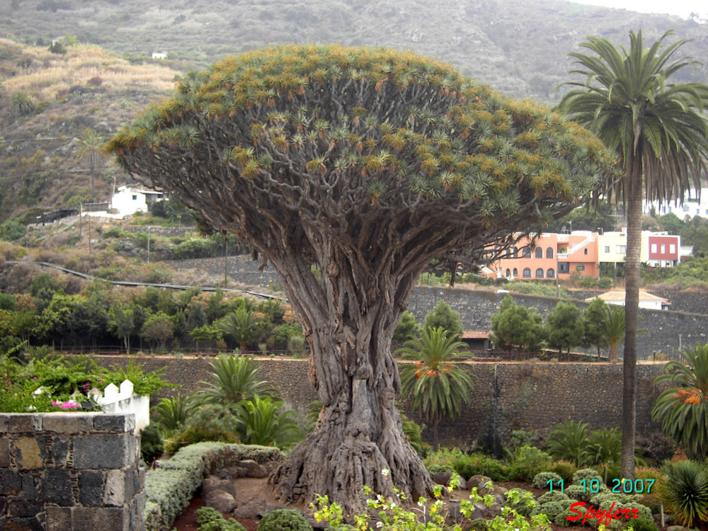 DRAGO MILENARIO DE ICOD DE LOS VINOS (TENERIFE) Imagen & Foto | plantas ...