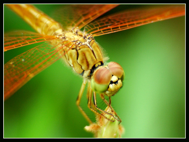 dragonfly Foto & Bild | animals, wildlife, insects Bilder auf fotocommunity