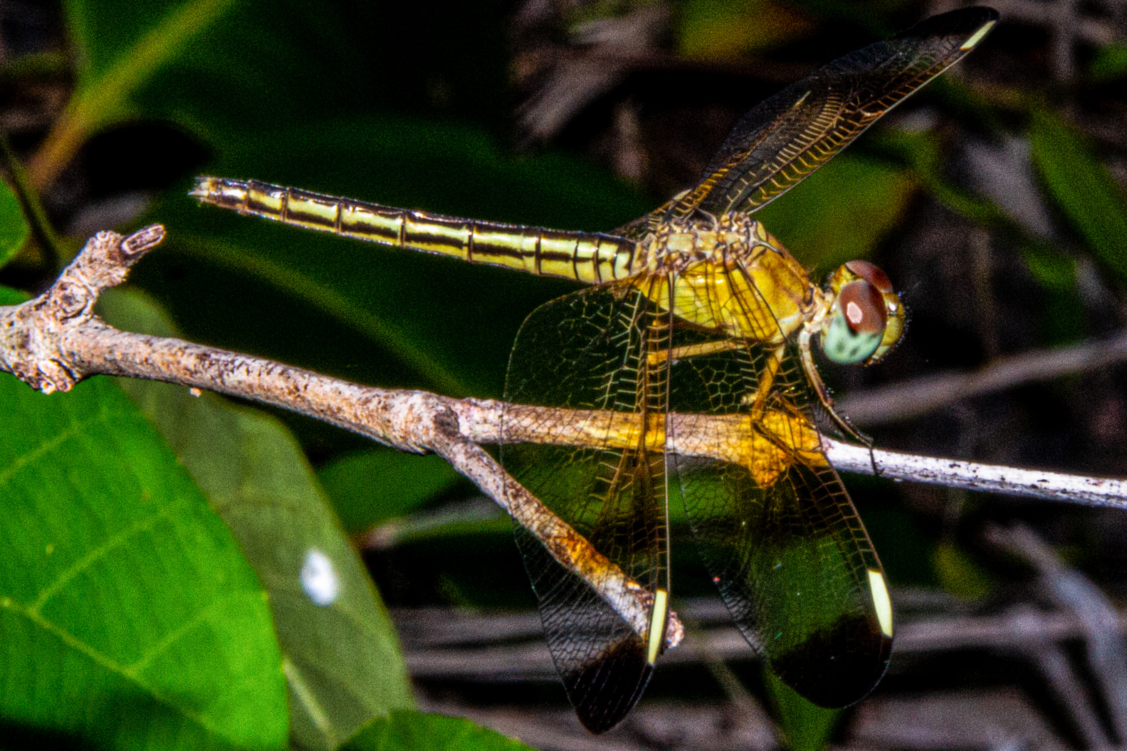 Dragonfly Foto & Bild | fotos, australia, nature Bilder auf fotocommunity