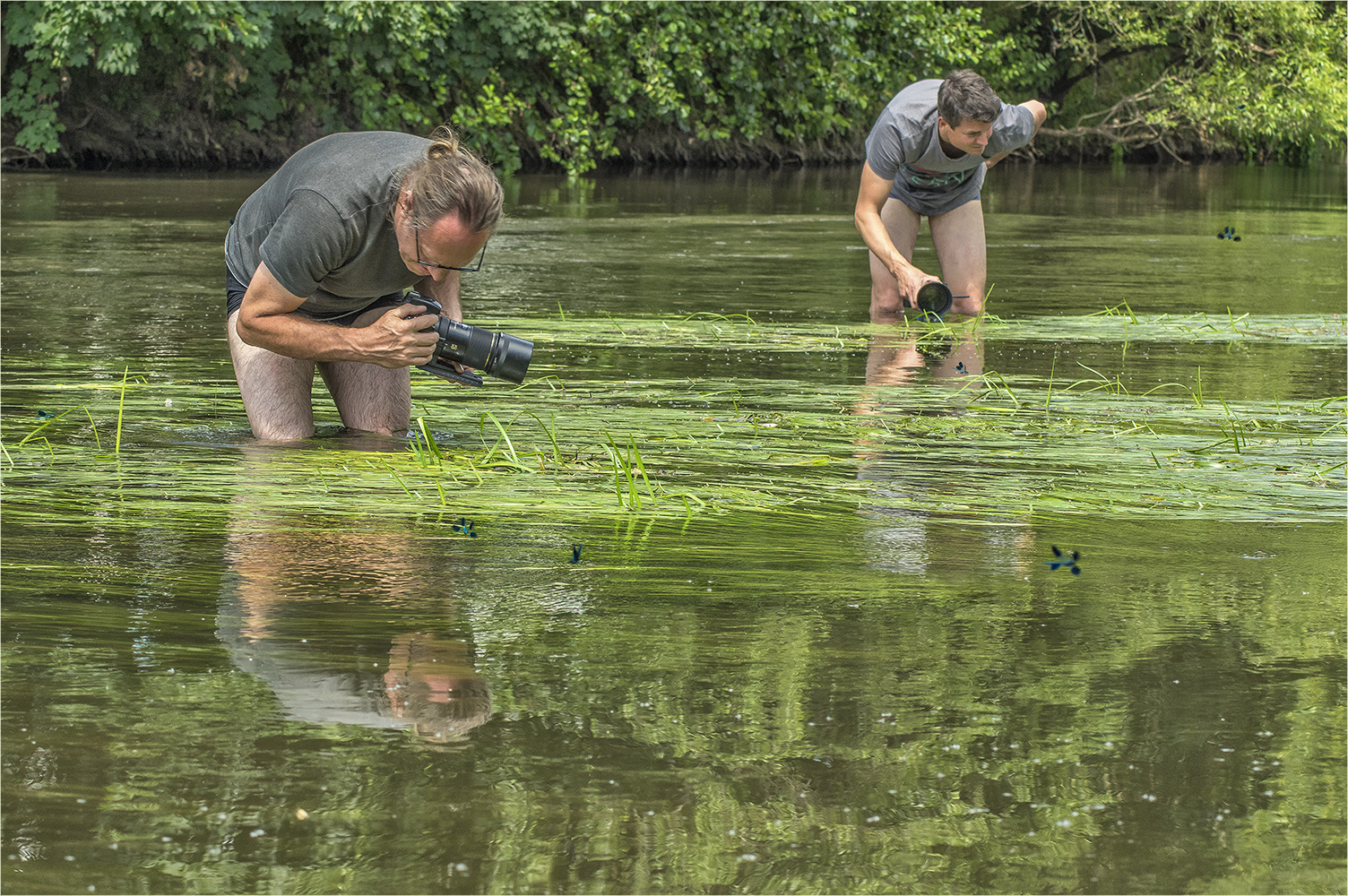dragonfly hunters @work Foto & Bild | wasser, natur, landschaft Bilder ...