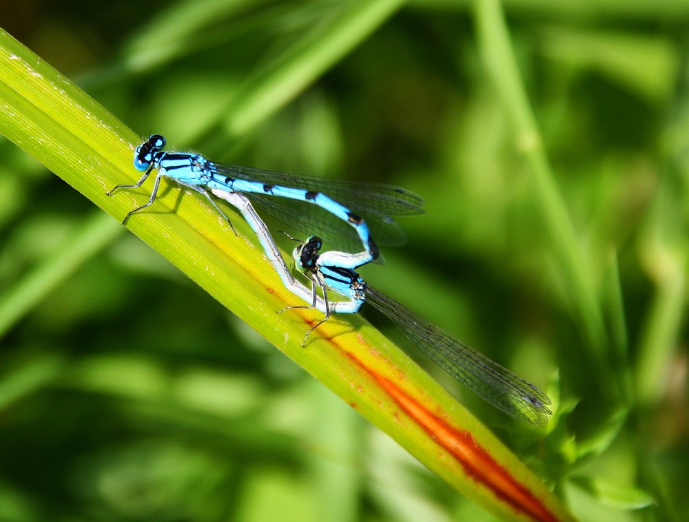 dragonfly in love Foto & Bild | tiere, wildlife, libellen Bilder auf ...