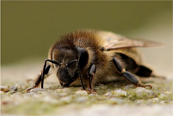 Insekten Bilder & Fotos