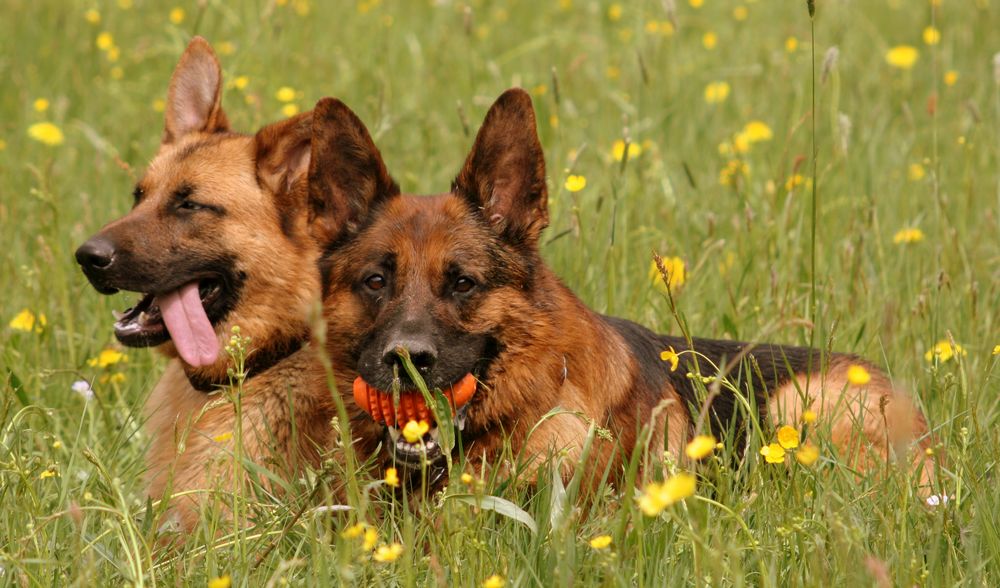 Dream Team Foto & Bild | tiere, tierfreundschaften, spielen Bilder auf ...