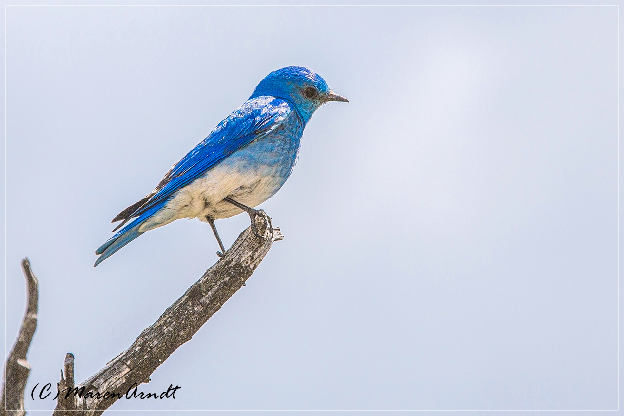 Dreambird Foto & Bild | fotos, world, frühling Bilder auf fotocommunity