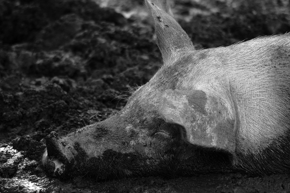 Dreckschwein Foto & Bild | monochrom, bearbeitungs - techniken, tiere Bilder auf fotocommunity